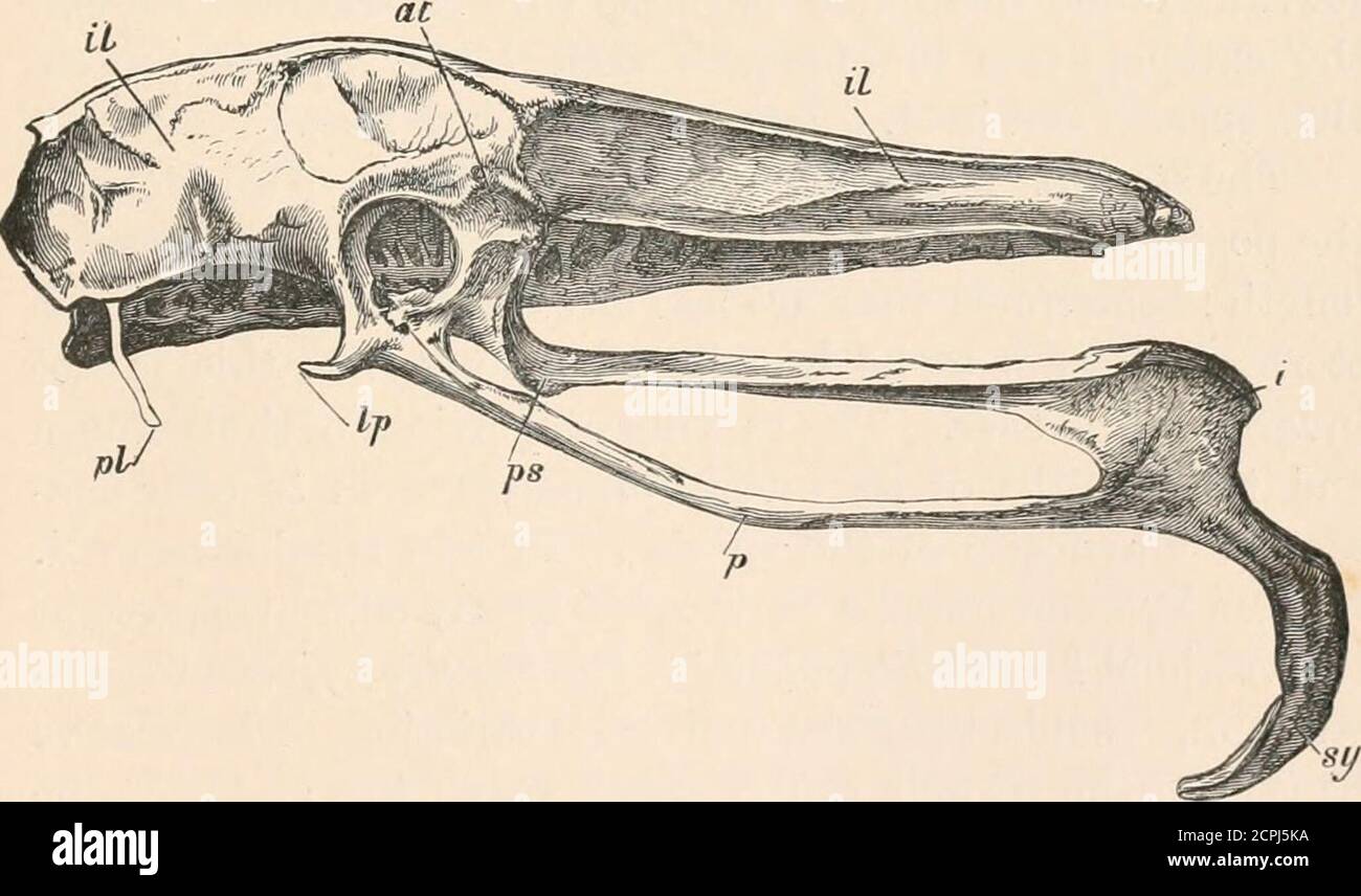 . The structure and classification of birds . FIG. 249.—STERNUM OF ...