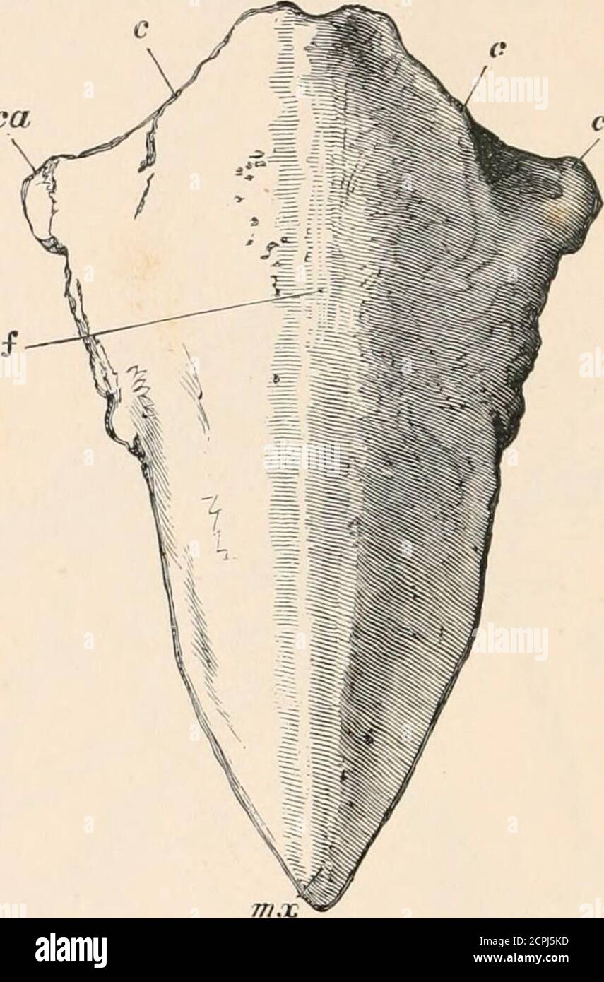 . The structure and classification of birds . FIG. 245.—PELVIS OF EMU ...