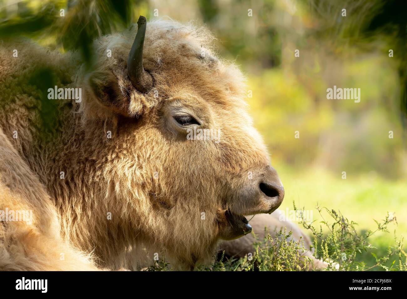 Rare white buffalo or white bison head detail. It was considered by ...