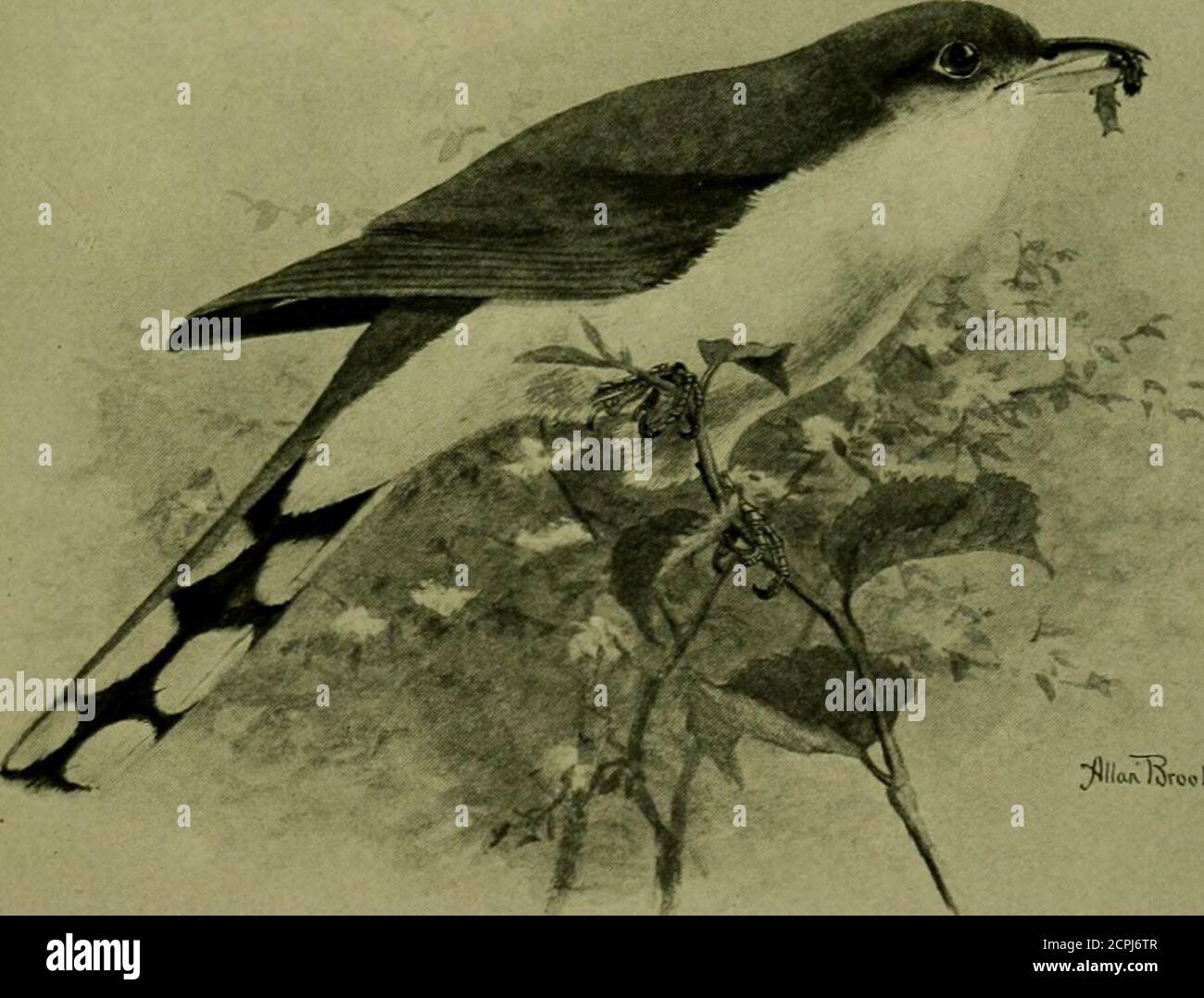 . Bird lore . lume-hunters, whosenefarious traffic he so seriously ...