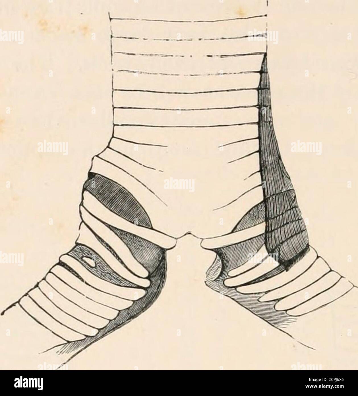 . The structure and classification of birds . W.(AFTER FORBES.) o.oo ...