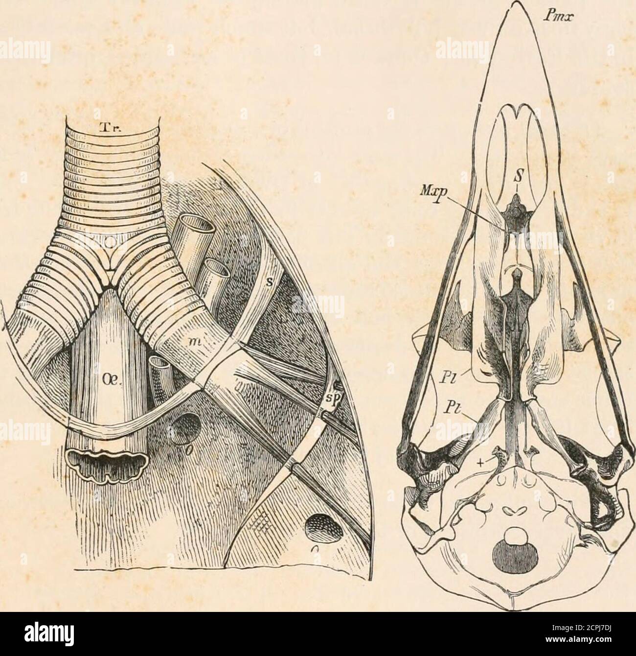 . The structure and classification of birds . us is well divided into ...