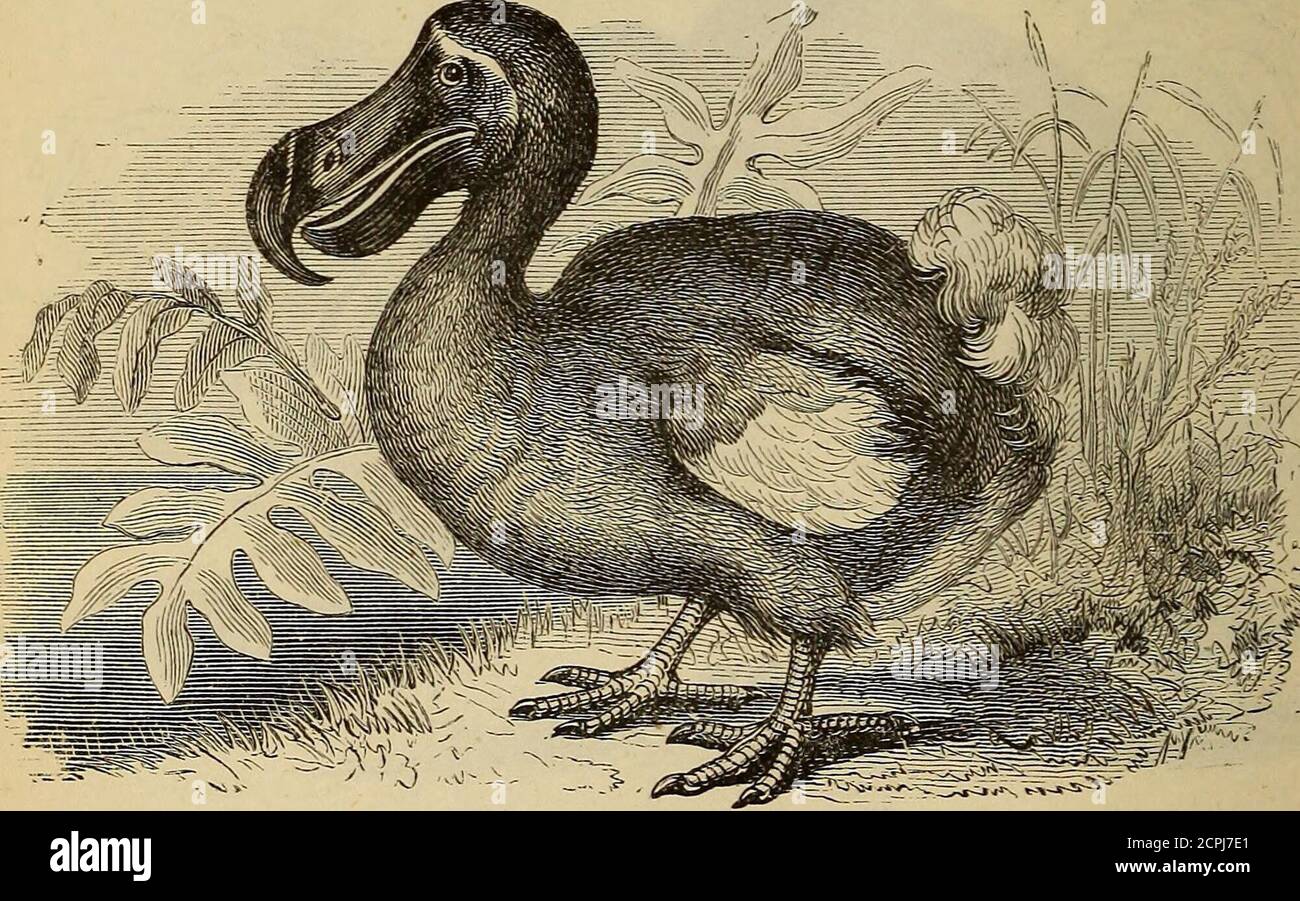 Mauritius reptiles hi-res stock photography and images - Alamy