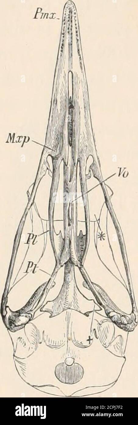. The structure and classification of birds . ented from articulation ...