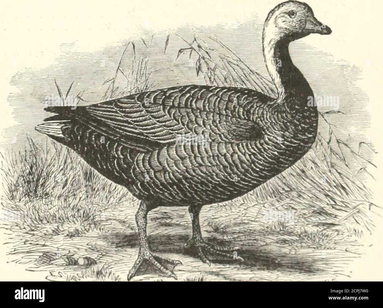 General pluma hi-res stock photography and images - Alamy