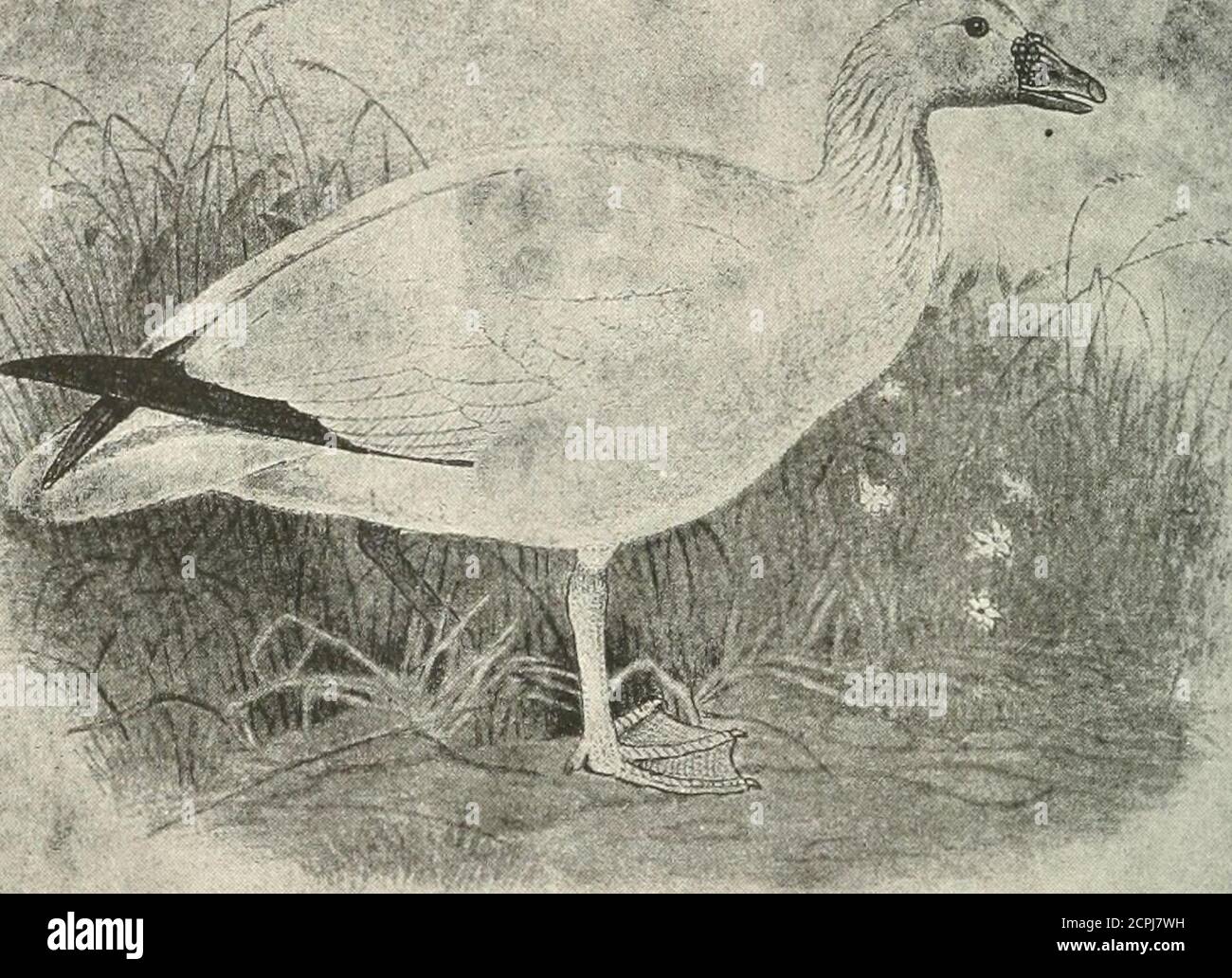 . Key to North American birds. Containing a concise account of every ...