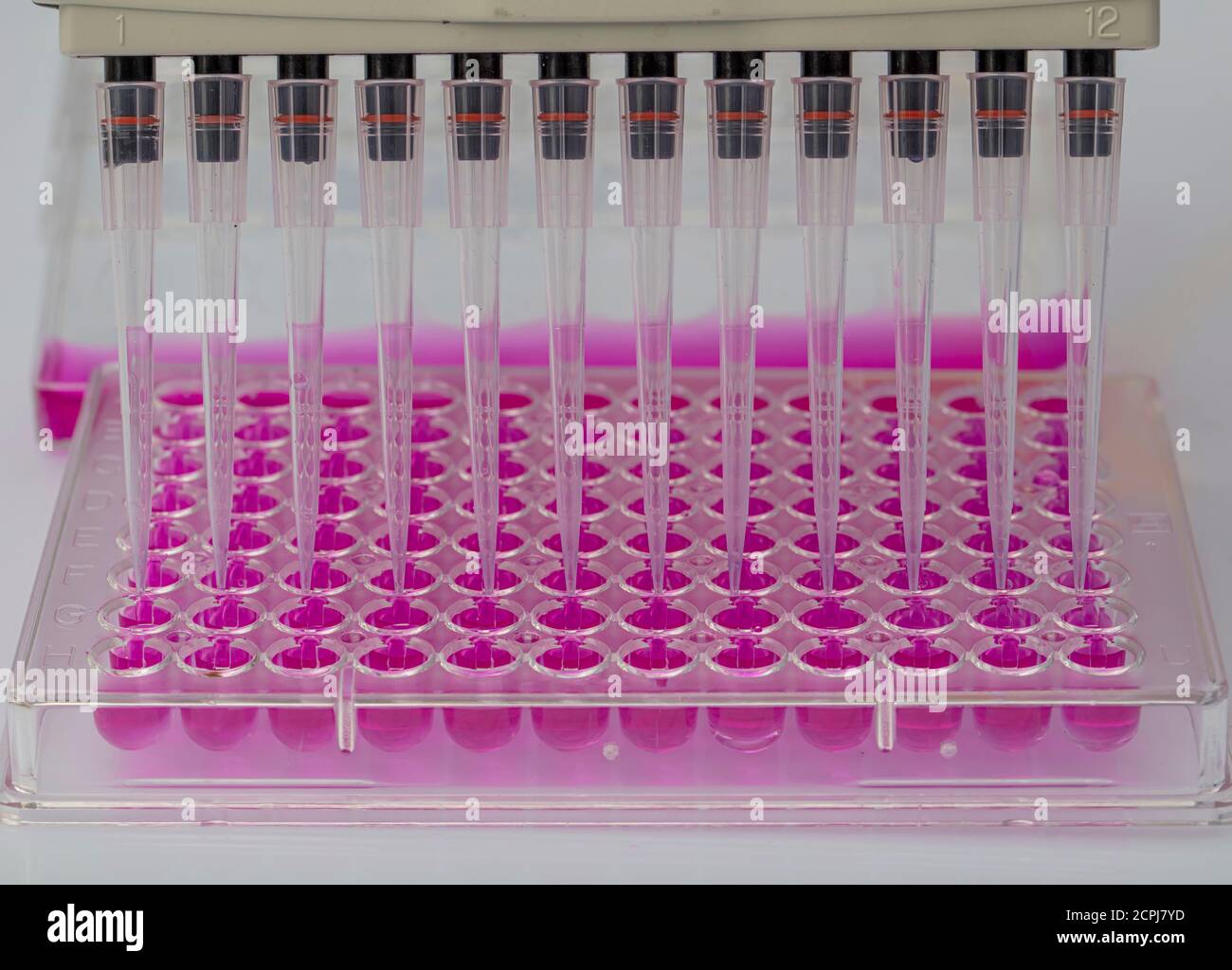 Scientist holding a 96 well plate with samples for biological analysis ...