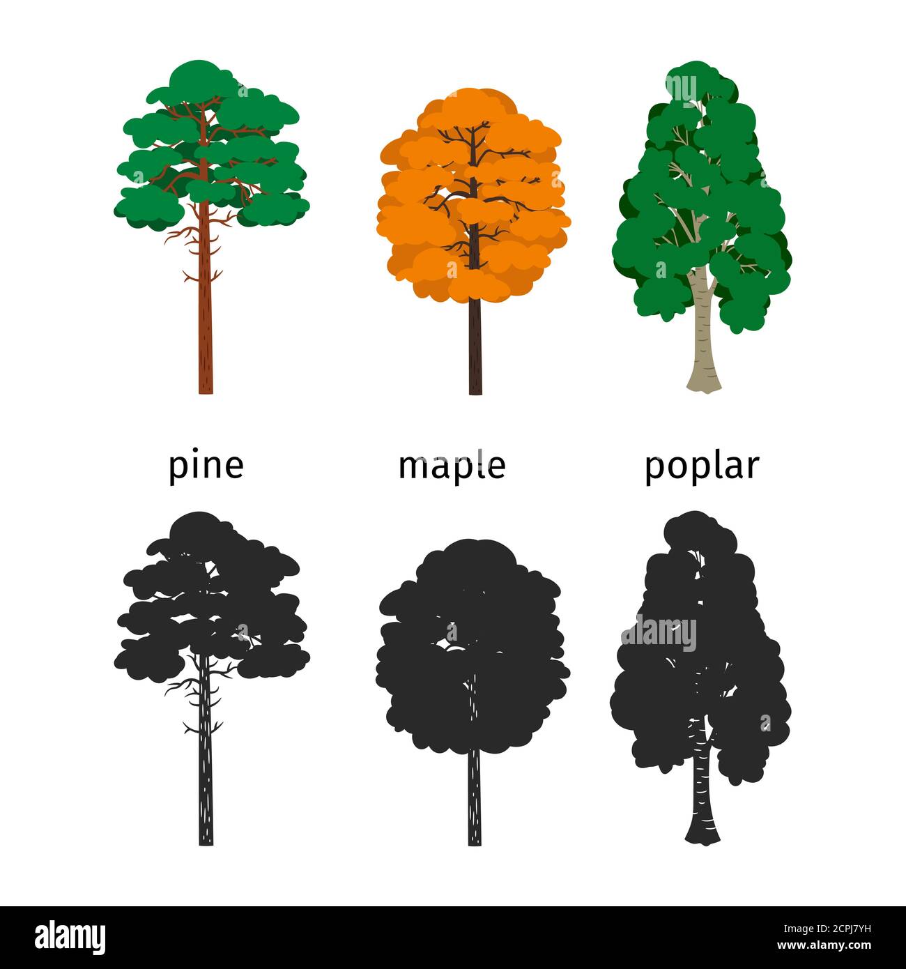 Vector forest trees isolated on white background. Illustration of pine ...