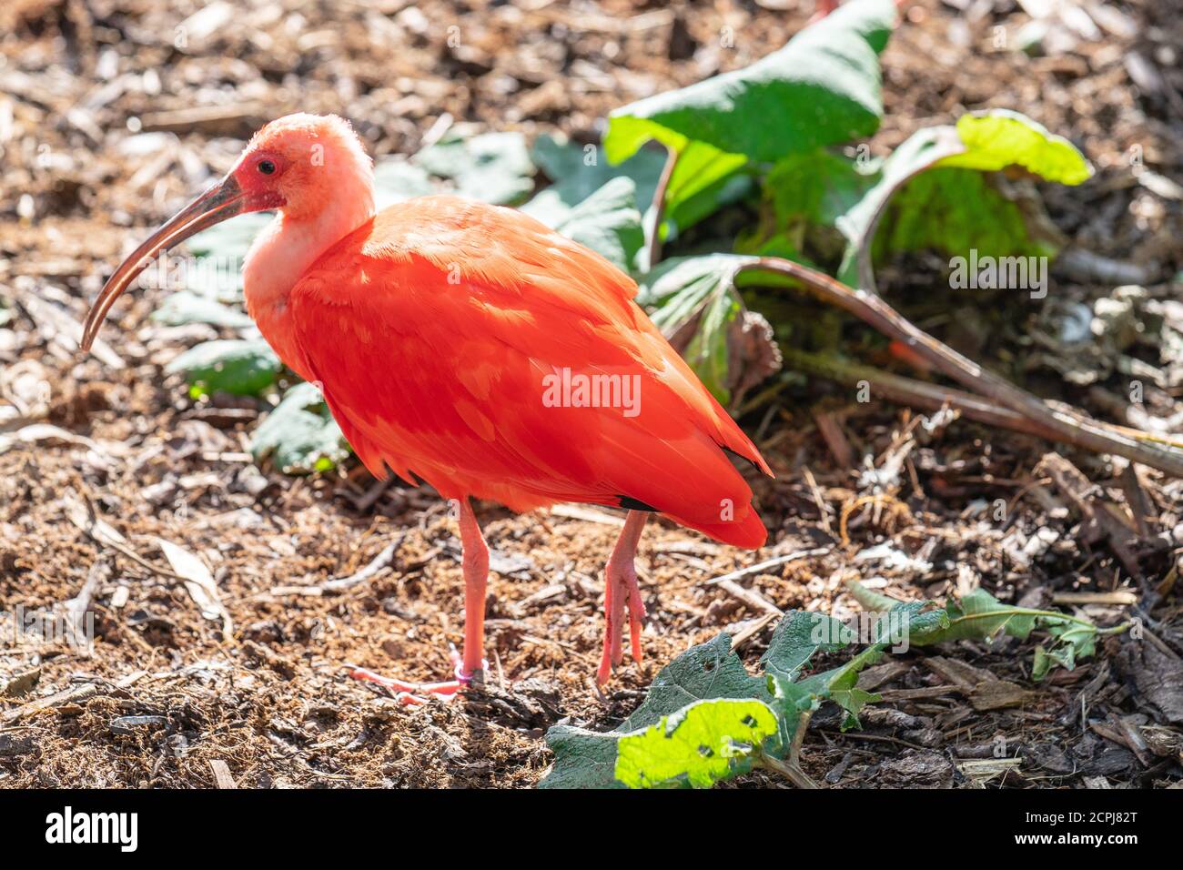 Scarlet ibis or Eudocimus ruber is a species of ibis in the bird family ...