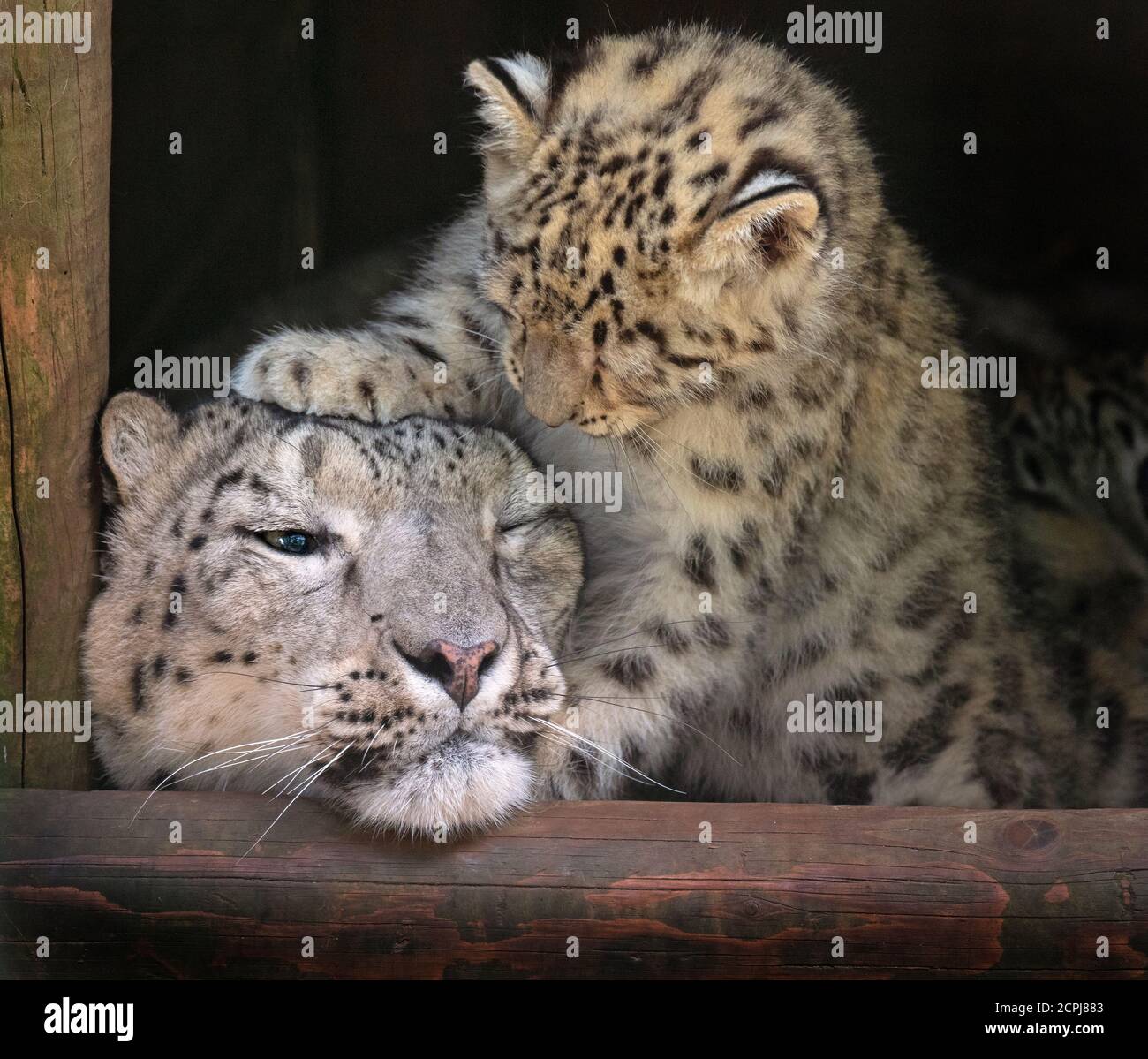 Female snow leopard and close up tail hi-res stock photography and ...