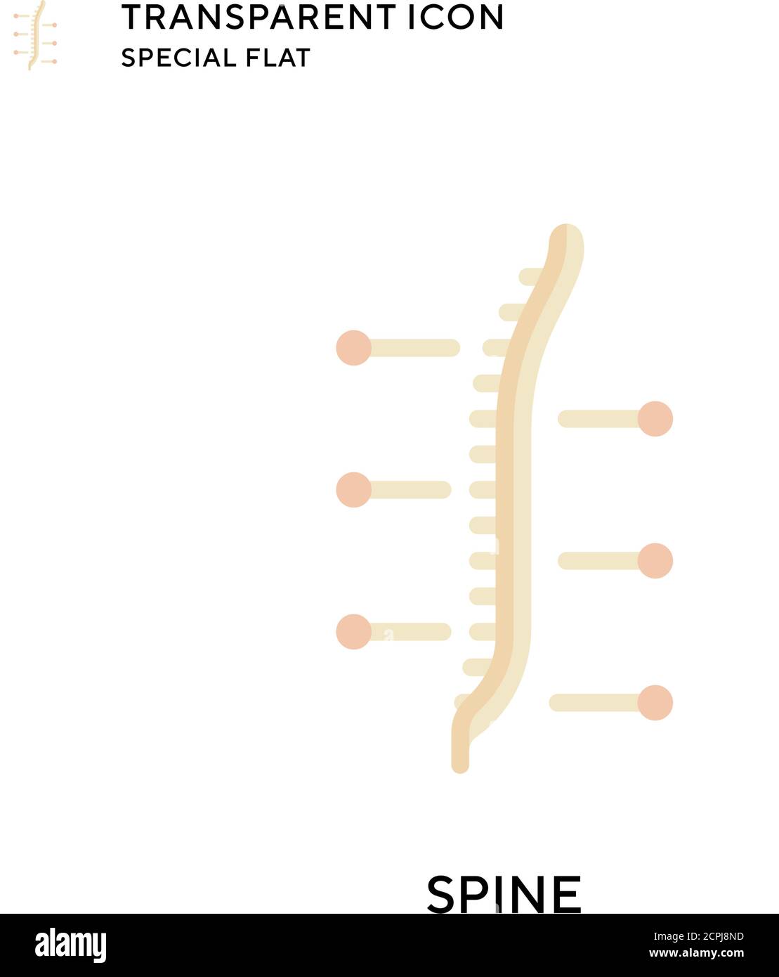 Spinal cord model Stock Vector Images - Alamy