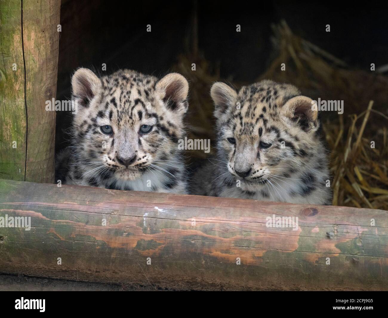 Snow leopard mother and cubs snow hi-res stock photography and images ...