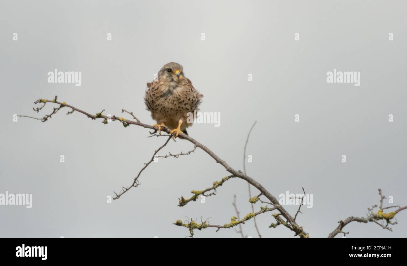 Uk british kestrel hi-res stock photography and images - Alamy