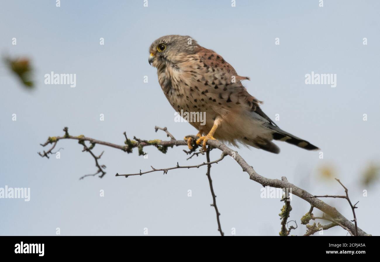 Feathers on a kestrel hi-res stock photography and images - Alamy