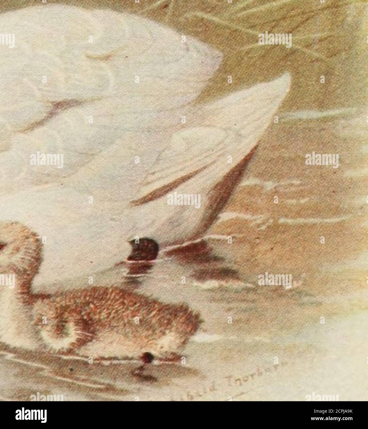 Snow Goose Eggs High Resolution Stock Photography and Images - Alamy