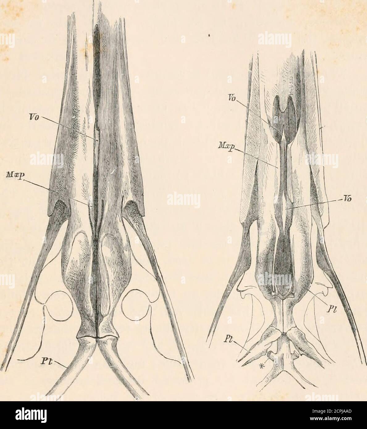 Syrinx bird hi-res stock photography and images - Alamy