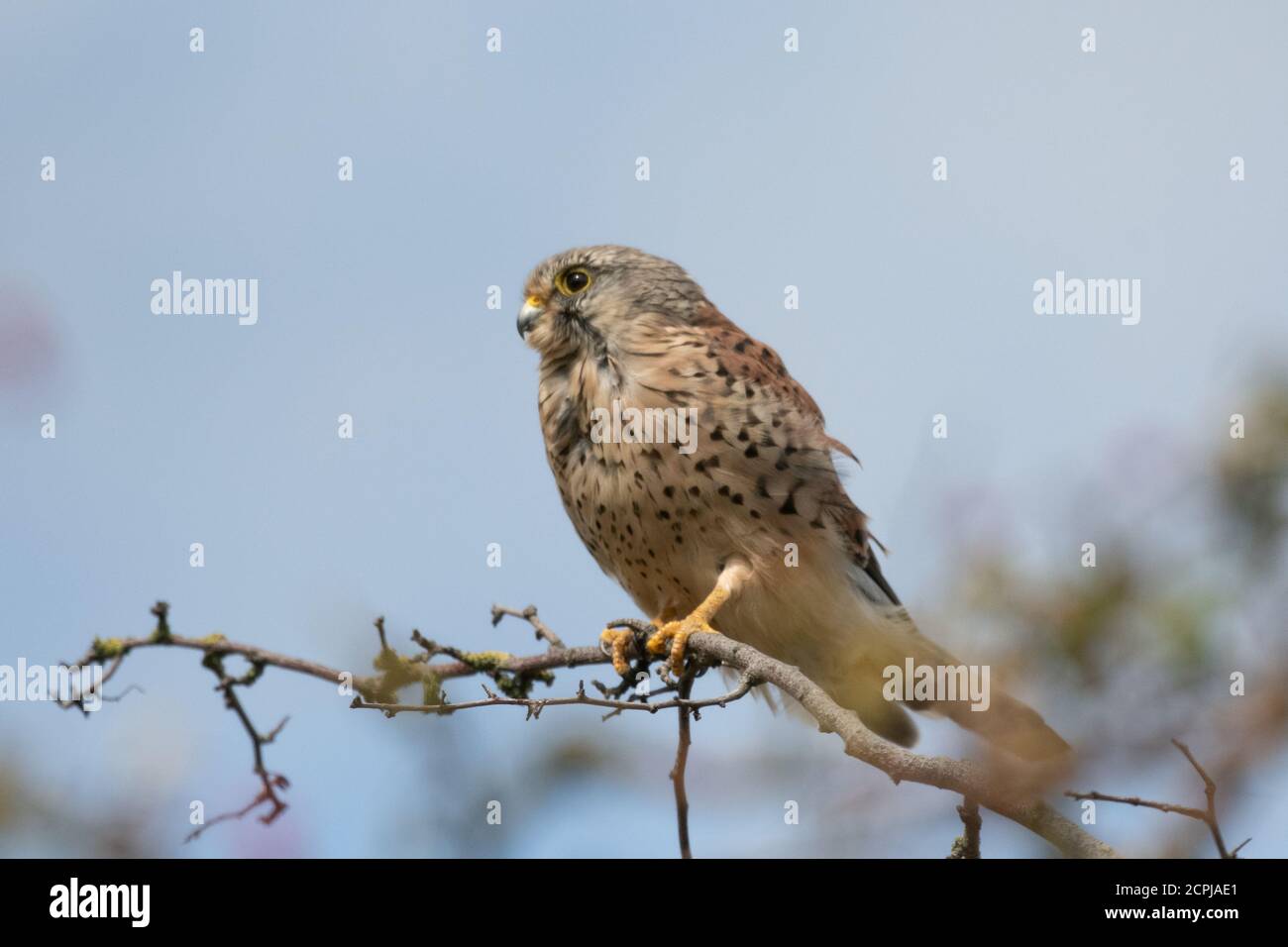 Uk british kestrel hi-res stock photography and images - Alamy