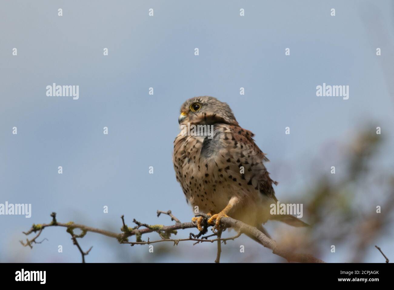 Ruffled birds hi-res stock photography and images - Alamy