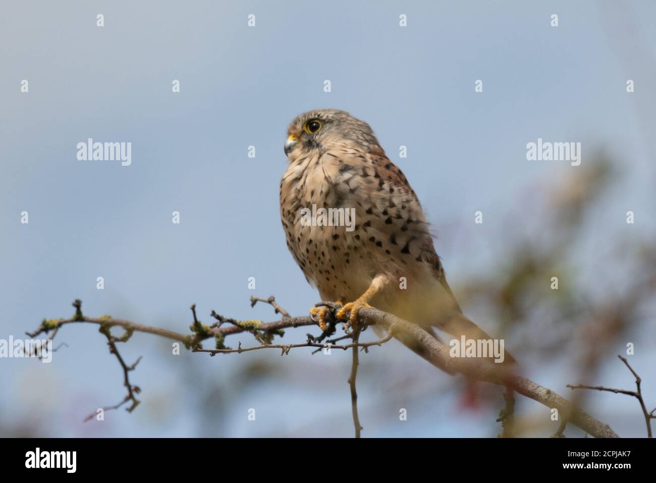 Kestrel in a tree hi-res stock photography and images - Alamy