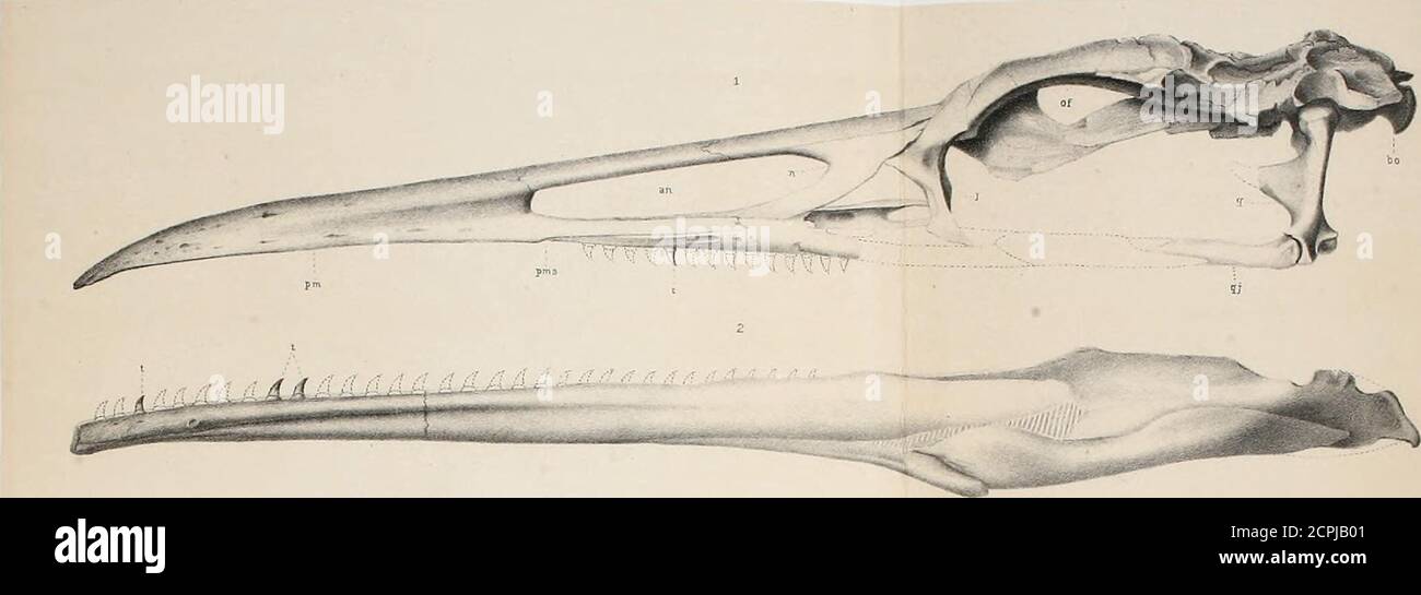 . Odontornithes: a monograph on the extinct toothed birds of North ...