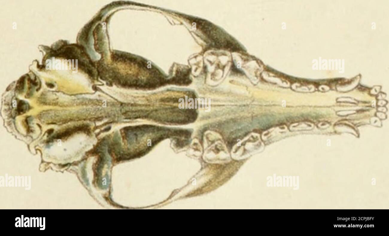 Lernaea cyprinacea hi-res stock photography and images - Alamy