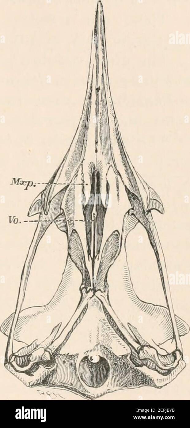 Septum orbital hi-res stock photography and images - Alamy