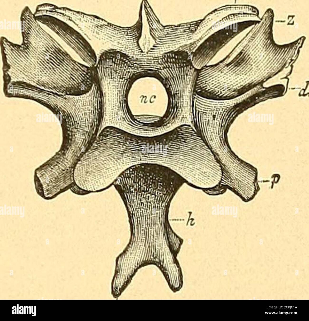. Odontornithes: a monograph on the extinct toothed birds of North ...