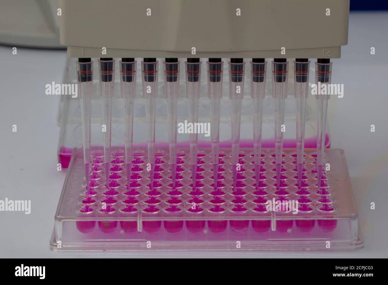 Scientist holding a 96 well plate with samples for biological analysis ...