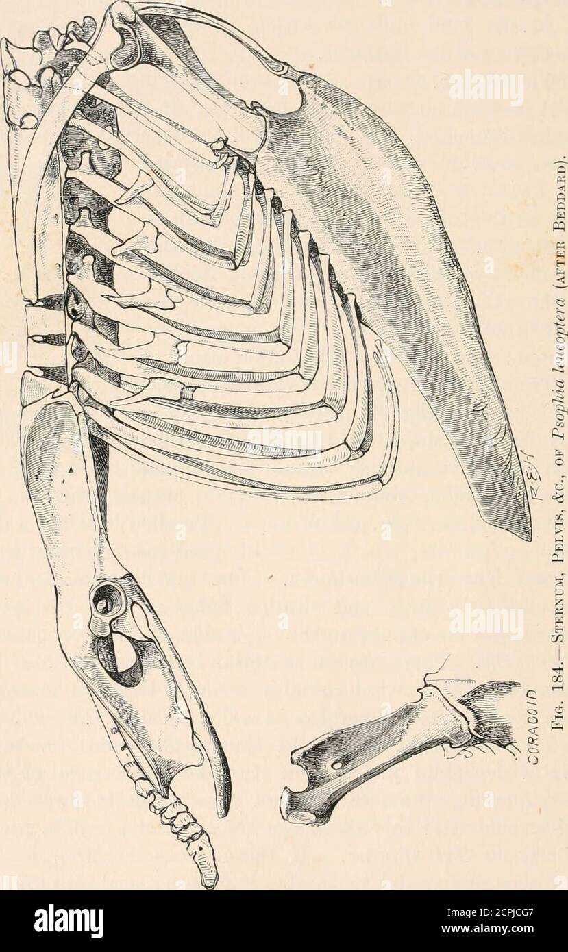 . The structure and classification of birds . comes intocontact with ...