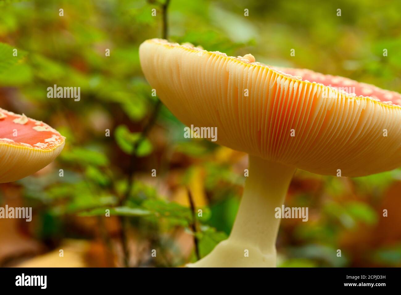 Toadstool (Amanita muscaria), red toadstool, poisonous mushroom species ...