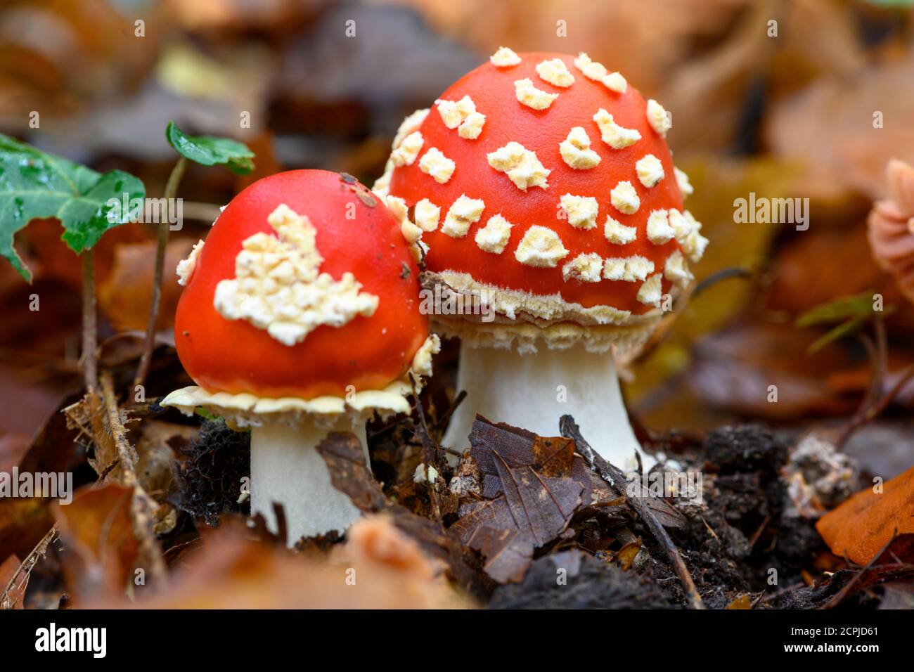 Toadstool (Amanita muscaria), red toadstool, poisonous mushroom species ...