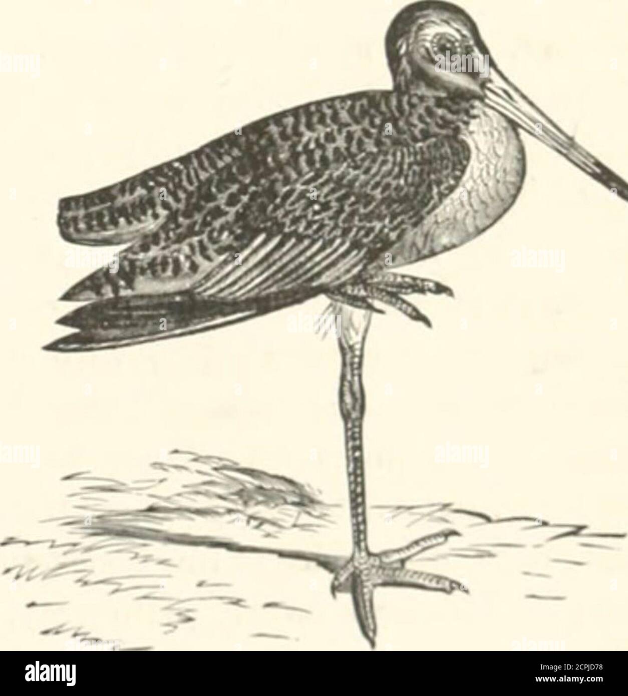 . Key to North American birds. Containing a concise account of every ...