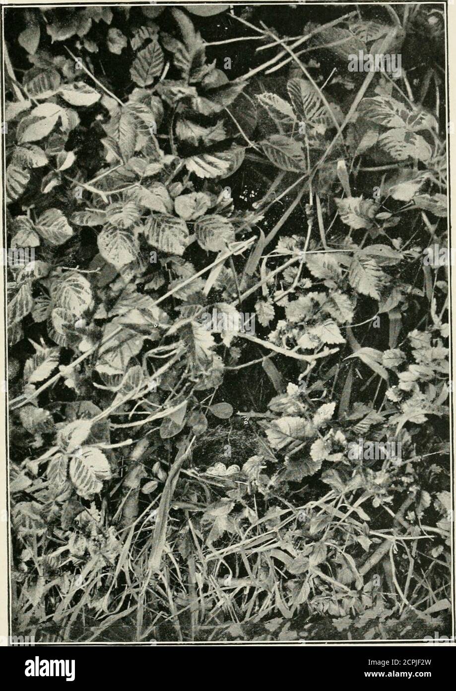 . British birds' nests; how, where, and when to find and identify them ...