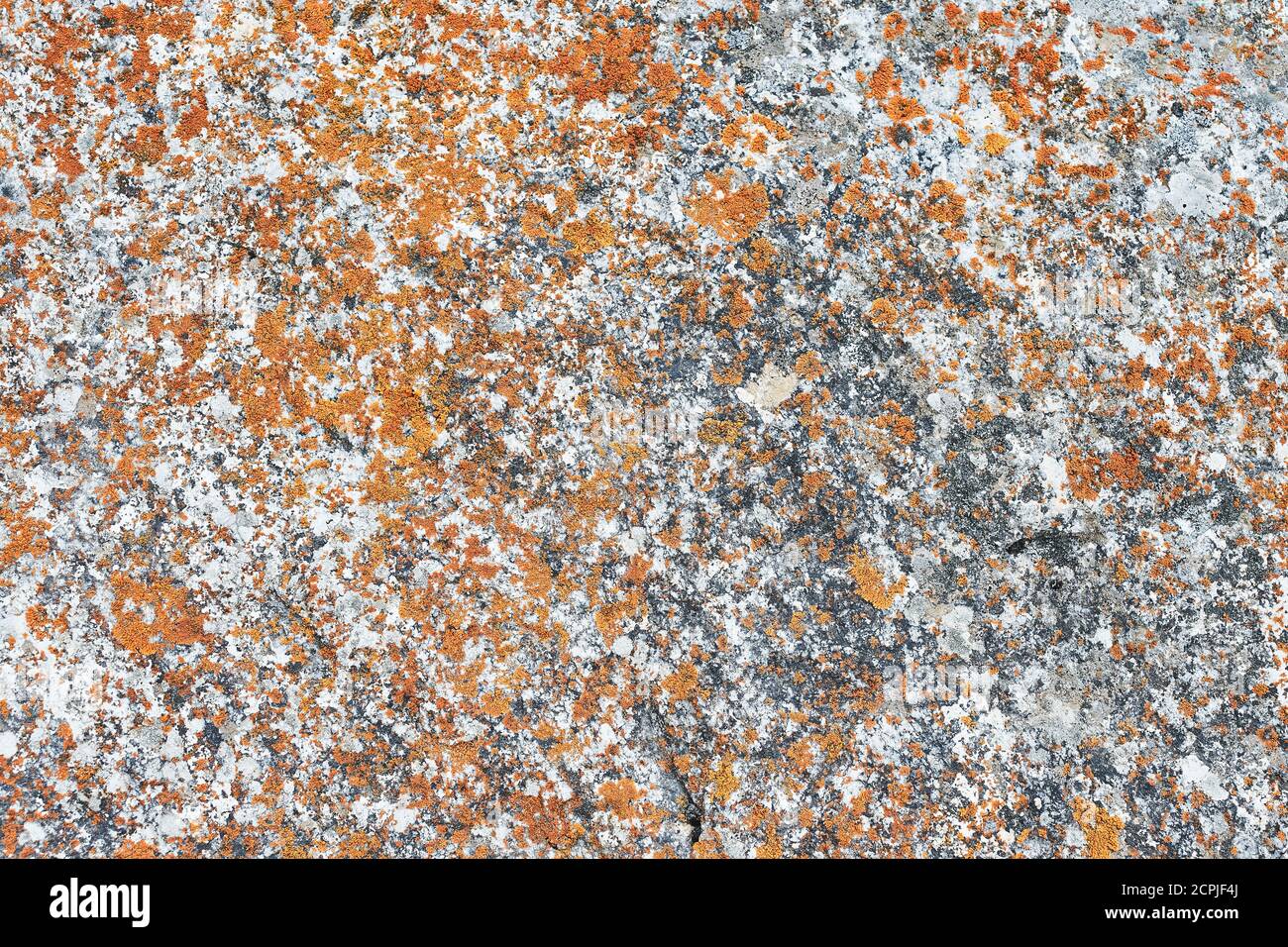 Seamless texture of stone with rock fragments and fungus. Natural ...