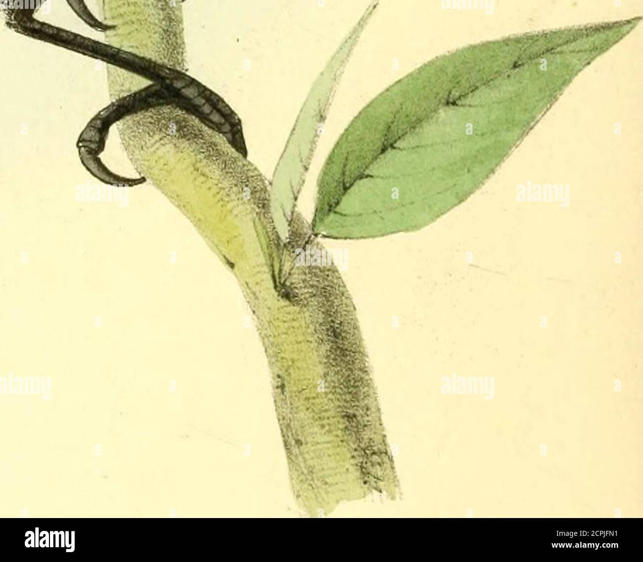 Curved mandibles hi-res stock photography and images - Alamy