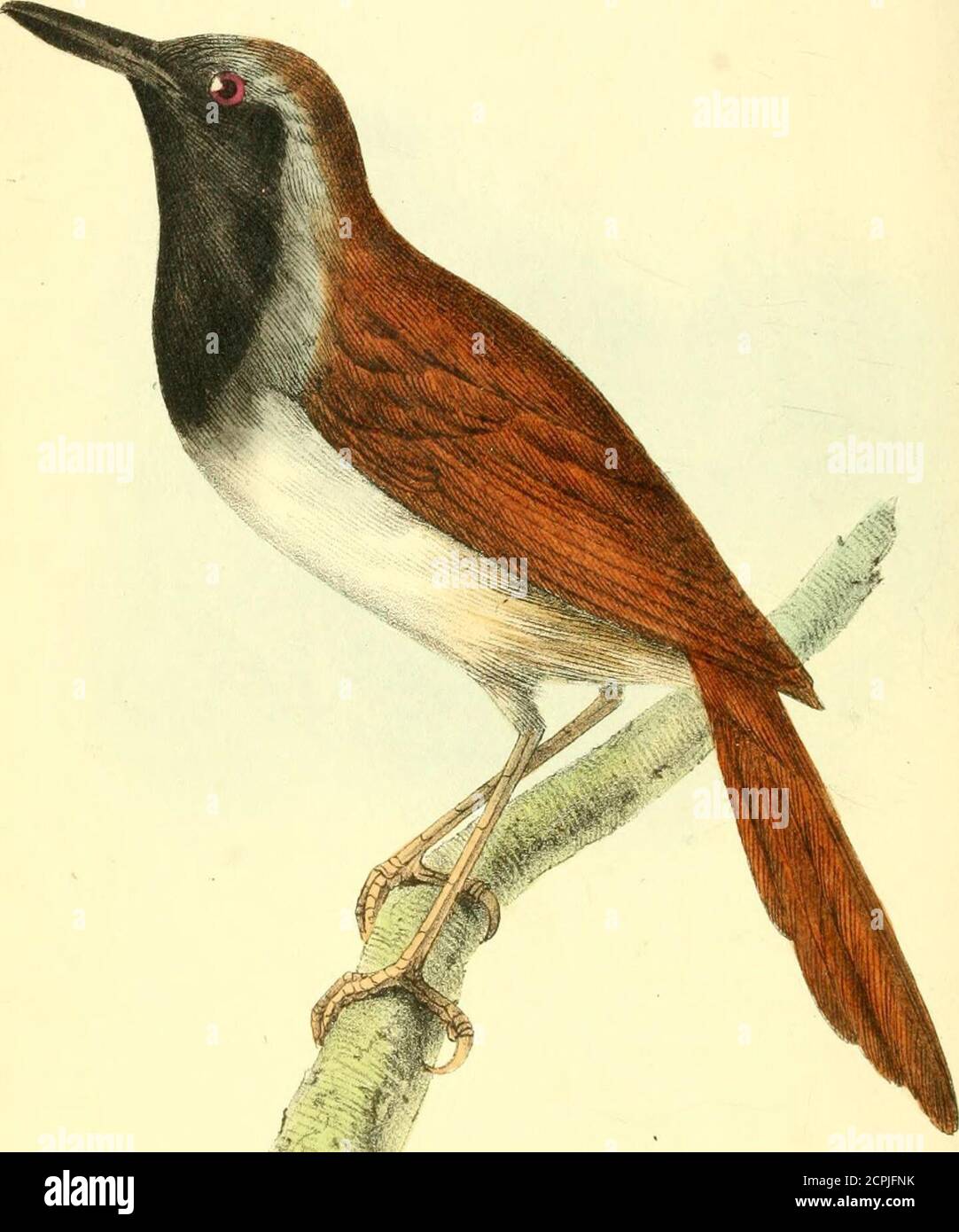 T shaped insects hi-res stock photography and images - Alamy