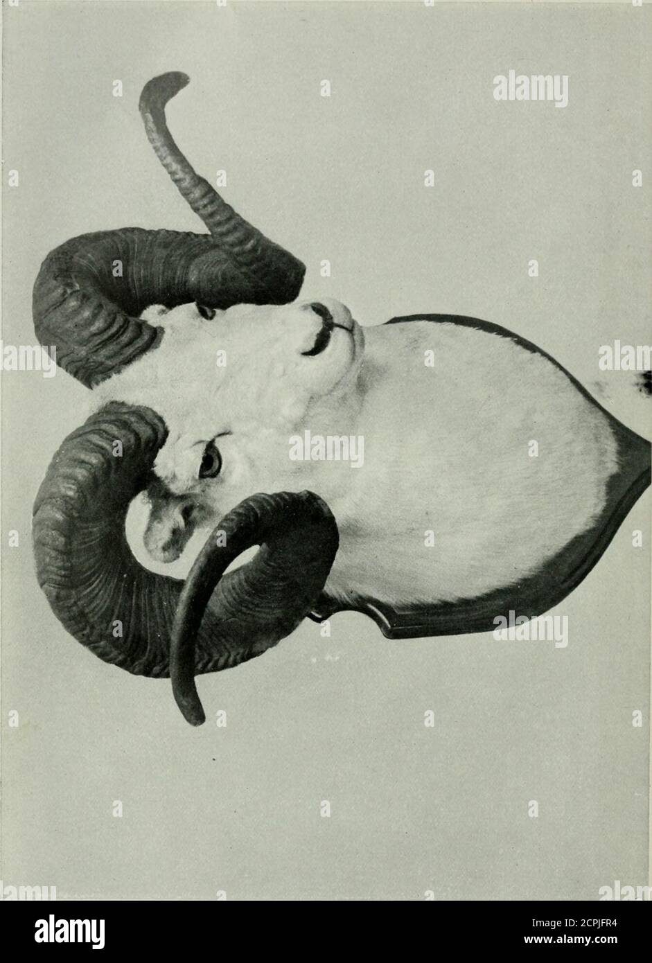 South okanagan birds hi-res stock photography and images - Alamy