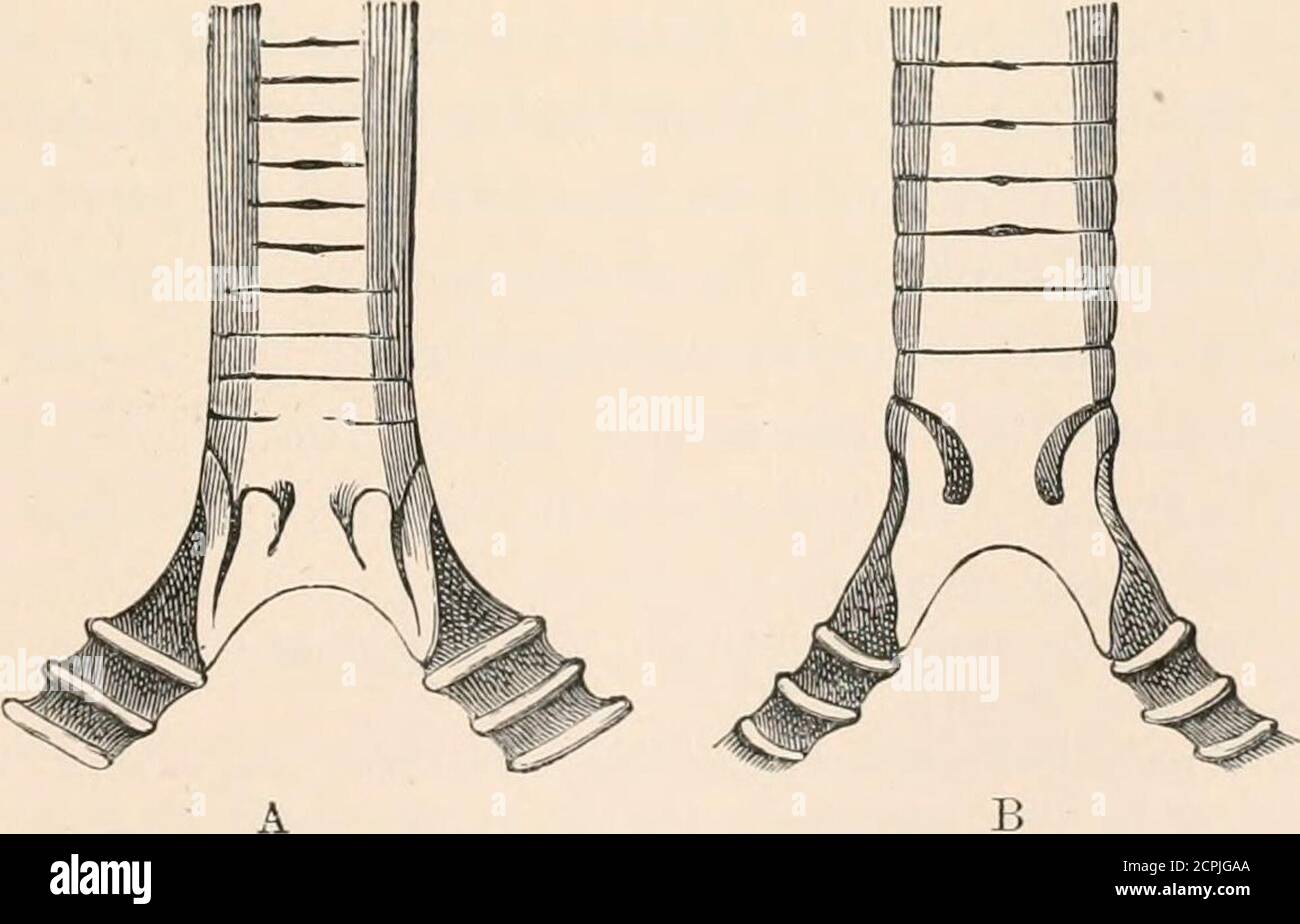 . The structure and classification of birds . FIG. 148.—SYRINX OF ...
