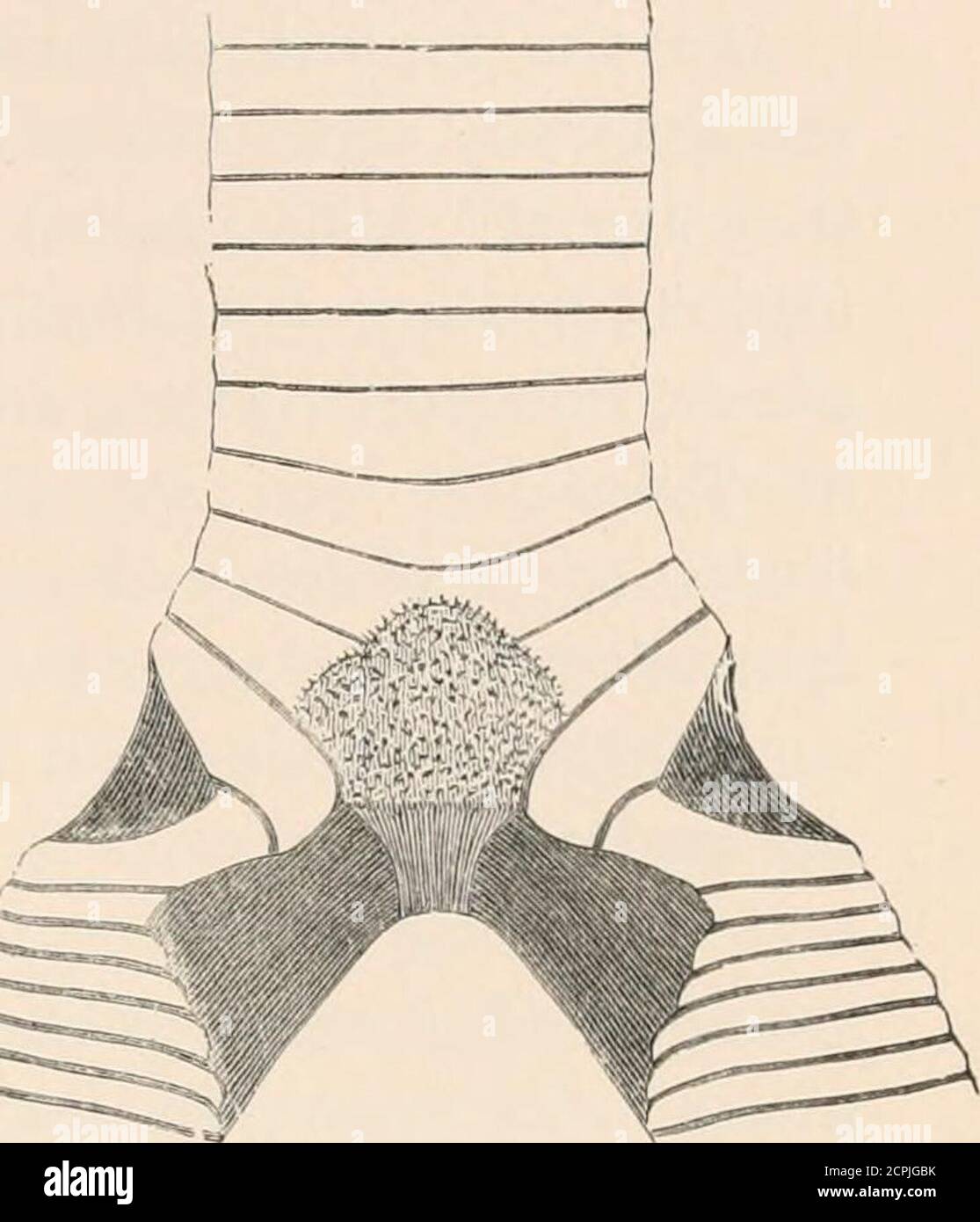 . The structure and classification of birds . FIG. 148.—SYRINX OF ...