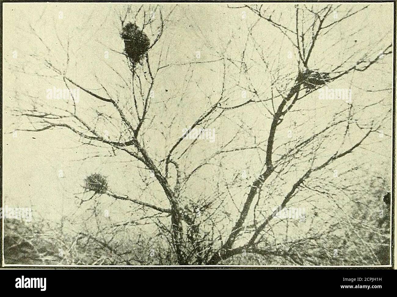 . The Oölogist for the student of birds, their nests and eggs Stock ...