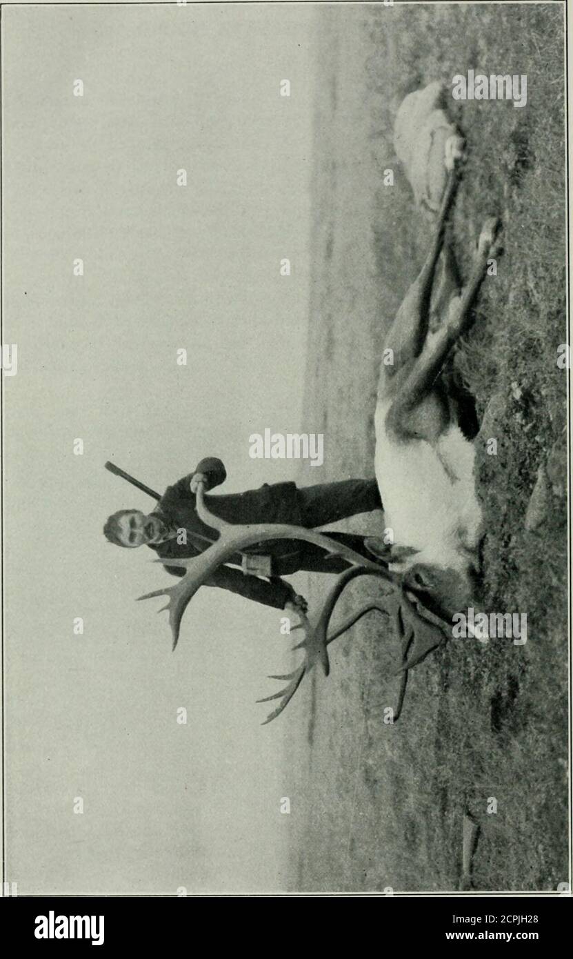 Wolf hunting sheep hi-res stock photography and images - Alamy