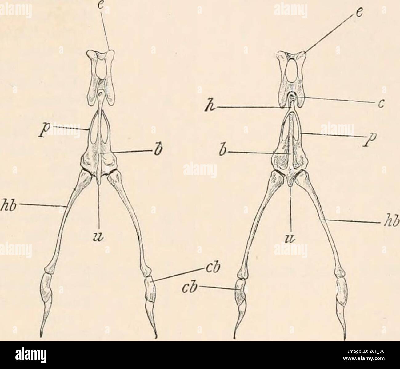 . The structure and classification of birds . FIG. 132.—HYOID or Lorius ...