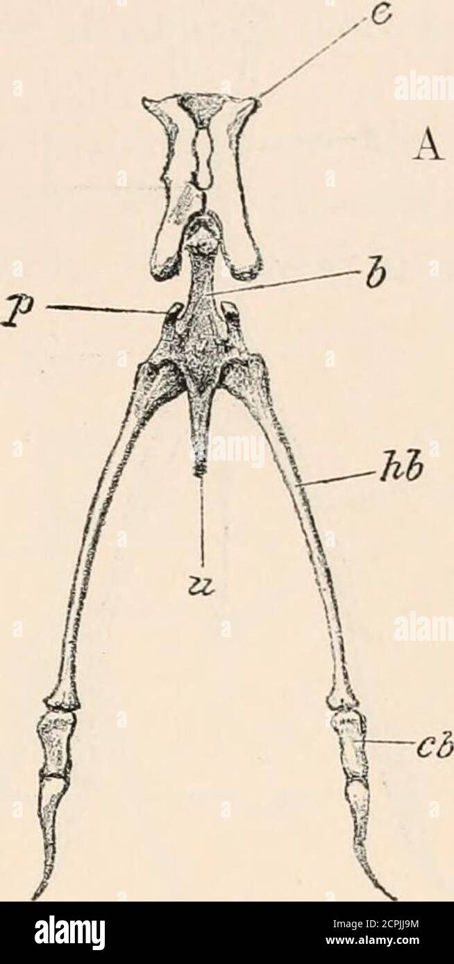 . The structure and classification of birds . C Stock Photo - Alamy