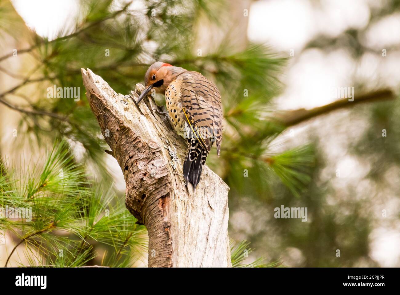 Male Yellow-shafted Northern Flicker foraging for food on a backyard ...
