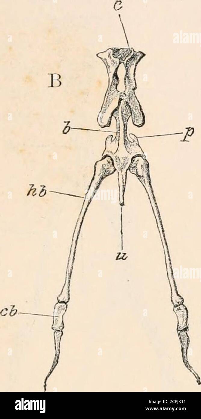 Psittacides hi-res stock photography and images - Alamy