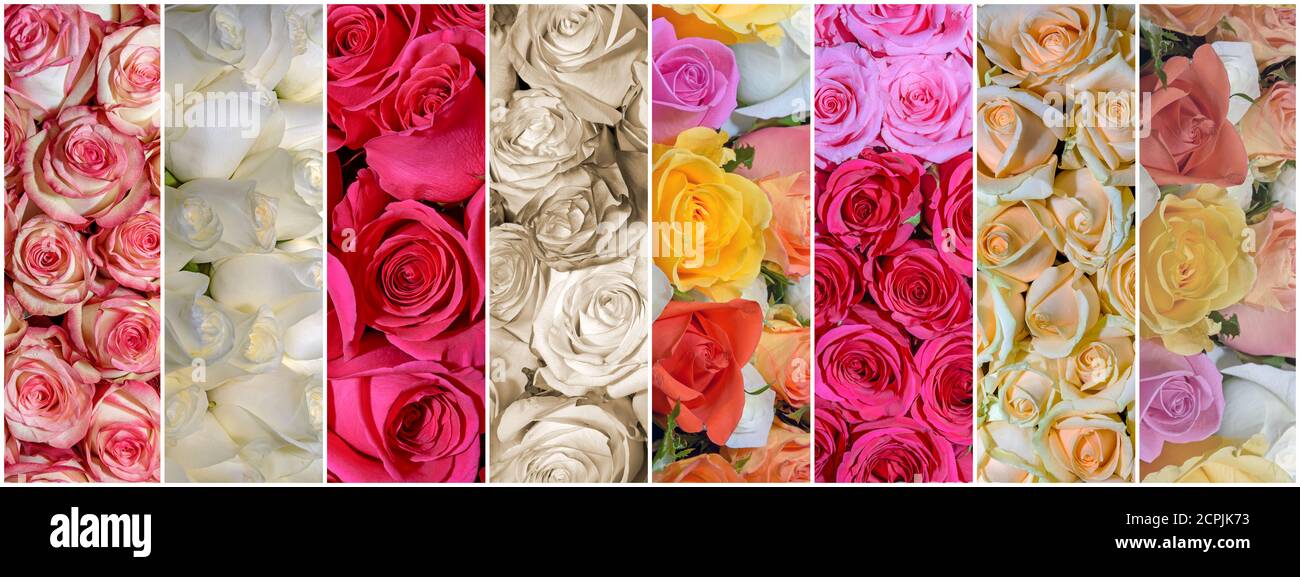 Beautiful collage of flowers Stock Photo - Alamy