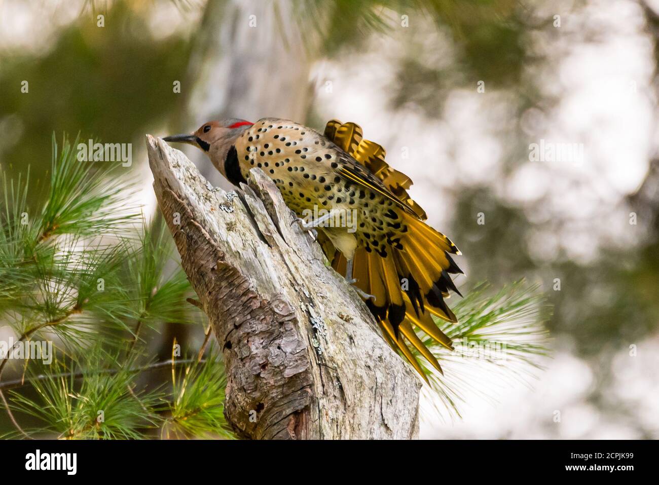 Male Yellow-shafted Northern Flicker fanning it's tail while perched on ...