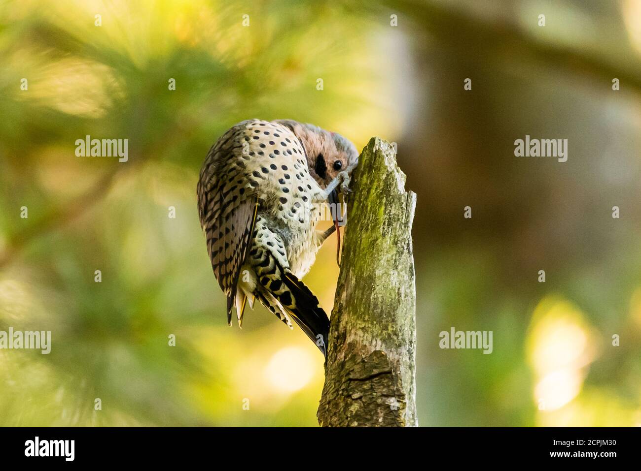 Male Yellow-shafted Northern Flicker sticking out his long tongue while ...