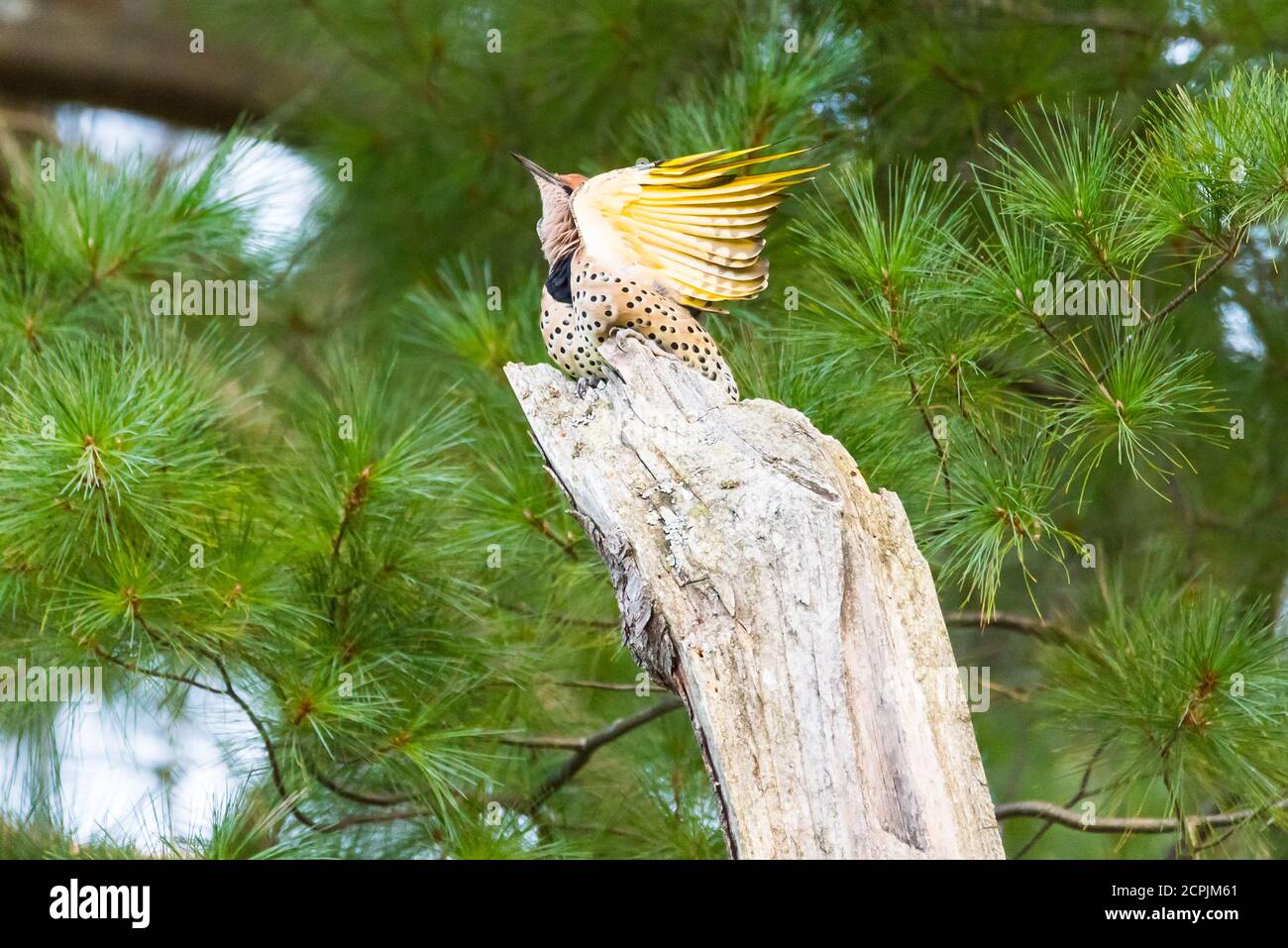 Male Yellow-shafted Northern Flicker on a tree Stock Photo - Alamy
