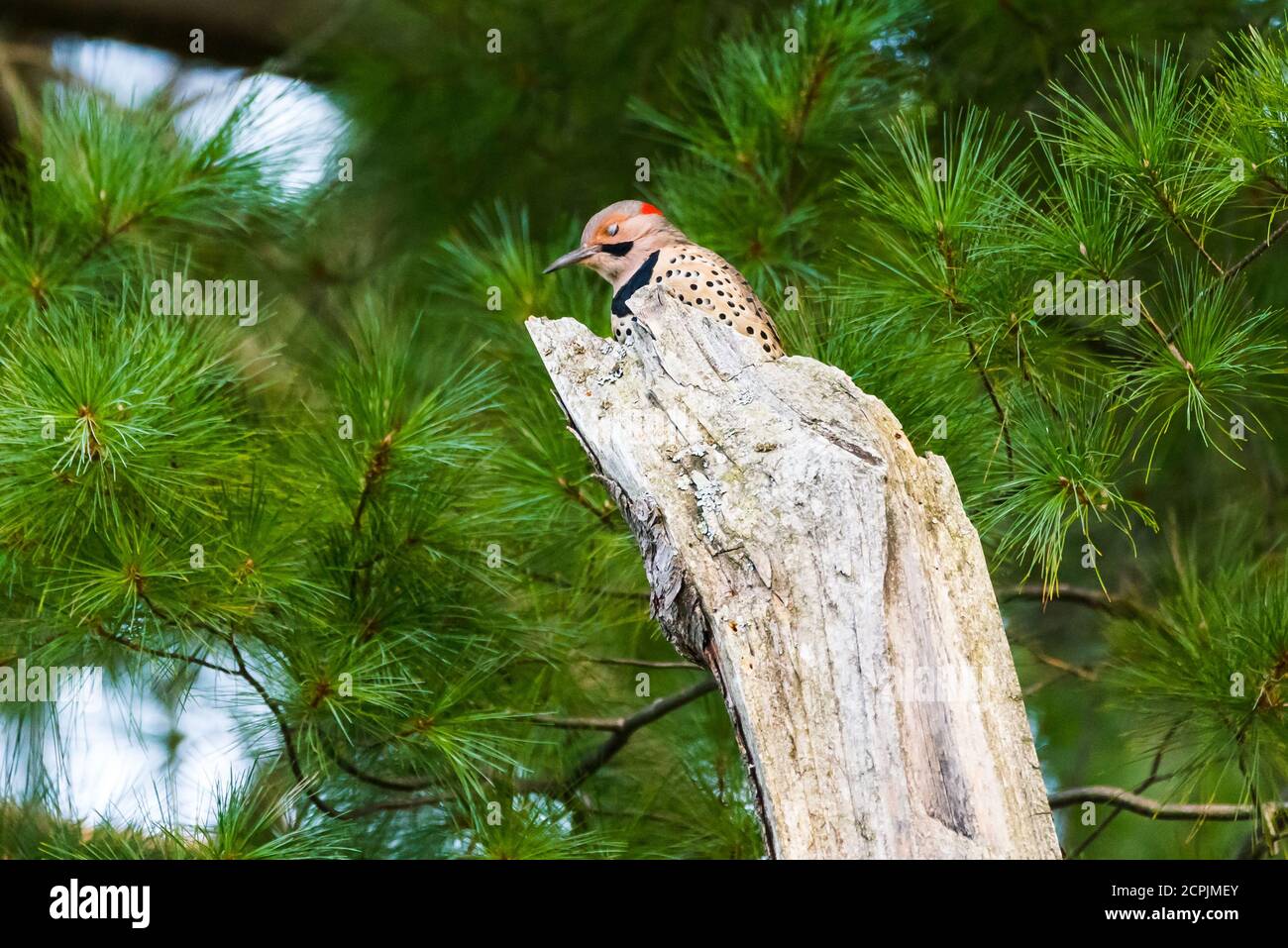 Male Yellow-shafted Northern Flicker on a tree Stock Photo - Alamy